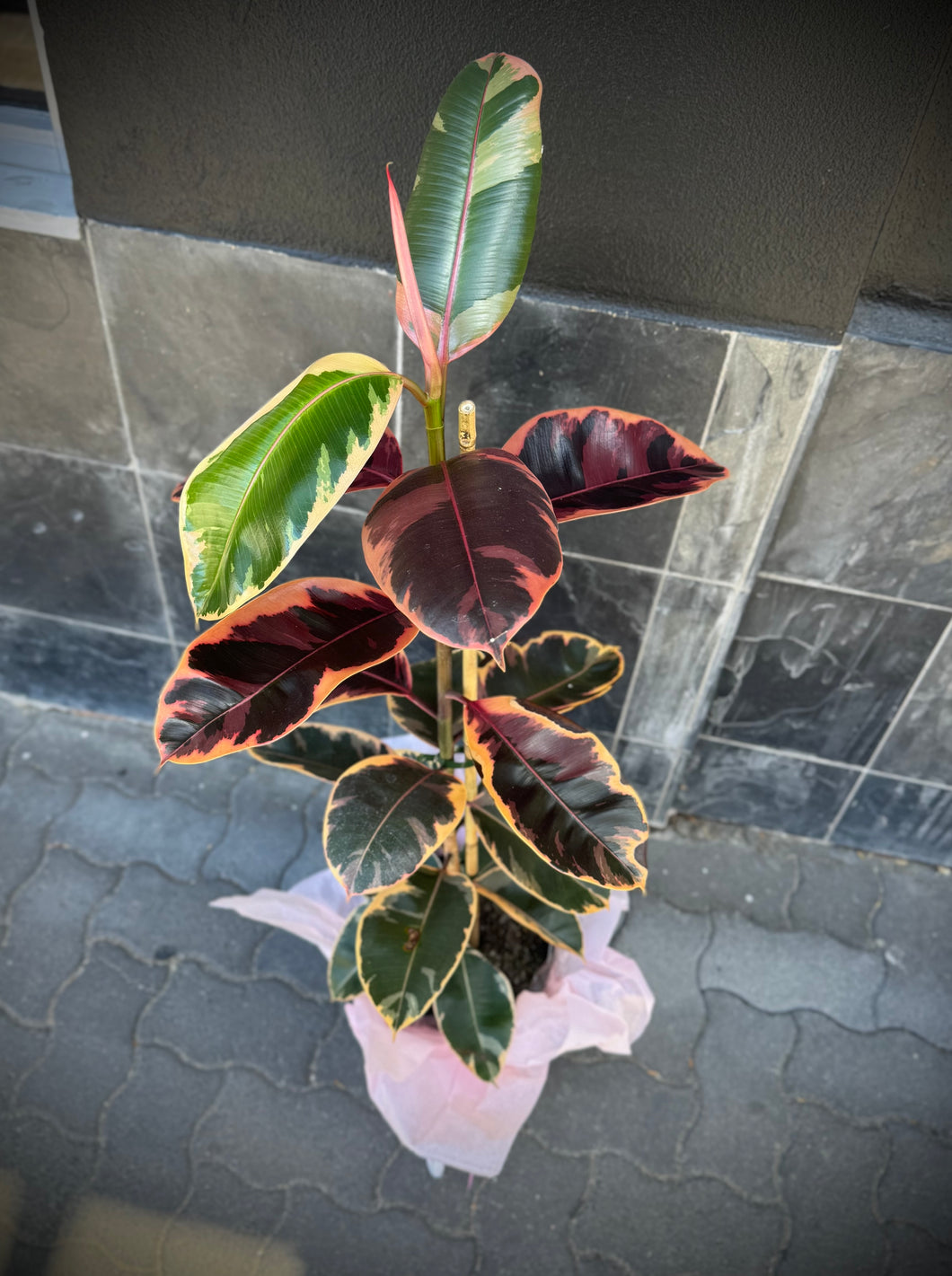 Ficus Elastica Variegata – Wild River and Co