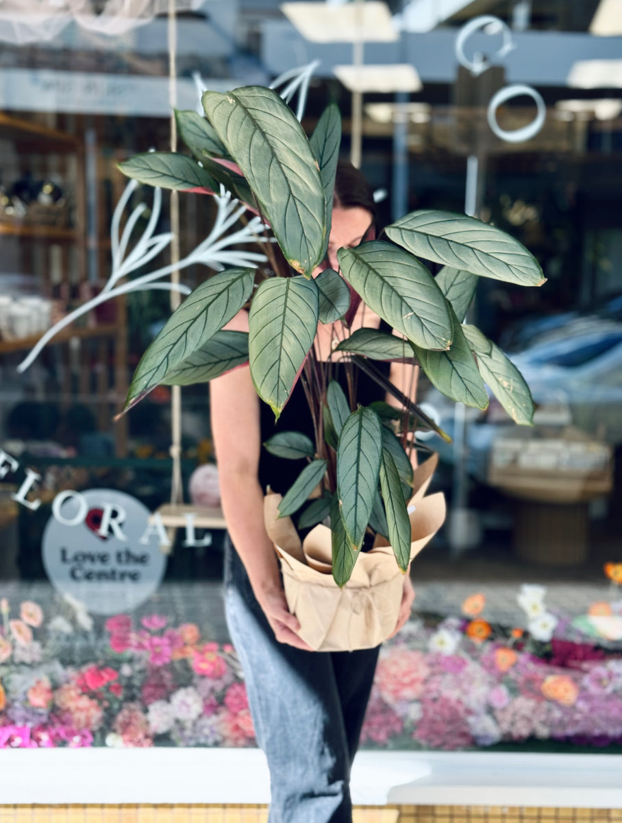 Large Calathea Silver – Wild River and Co