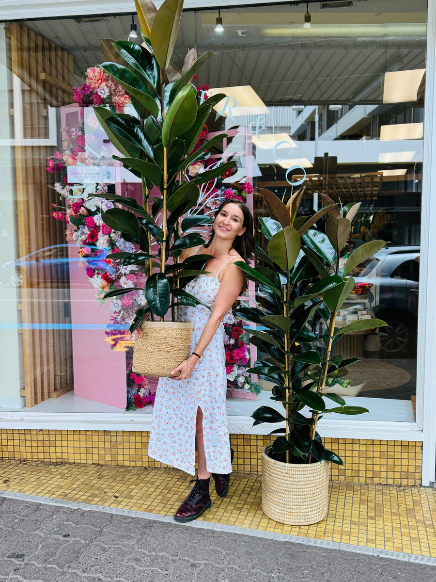 Ficus Robusta – Wild River and Co